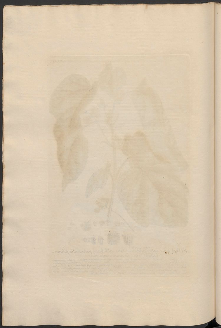 Uitgezochte planten, / beschreven door den wydvermaarden Christ. Jacob ...