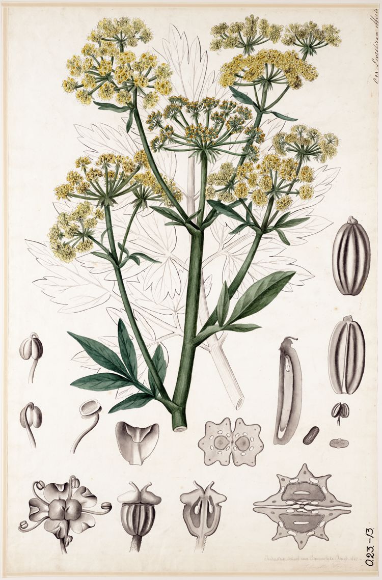 Levisticum officinale ; lavas botanische onderwijsplaten - uvaerfgoed.nl